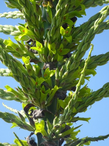 rare-south-american-plant-takes-centre-stage